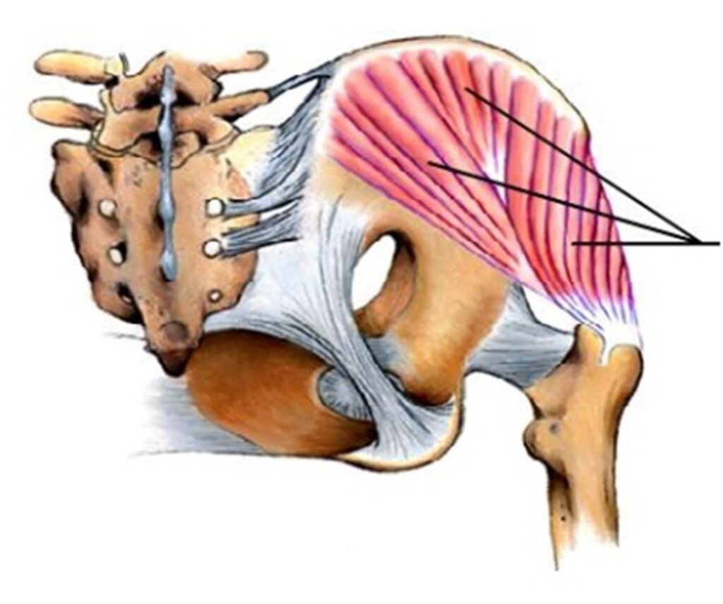 A Common Hip Injury: Outer Hip Pain in the Gluteus Medius - The ...